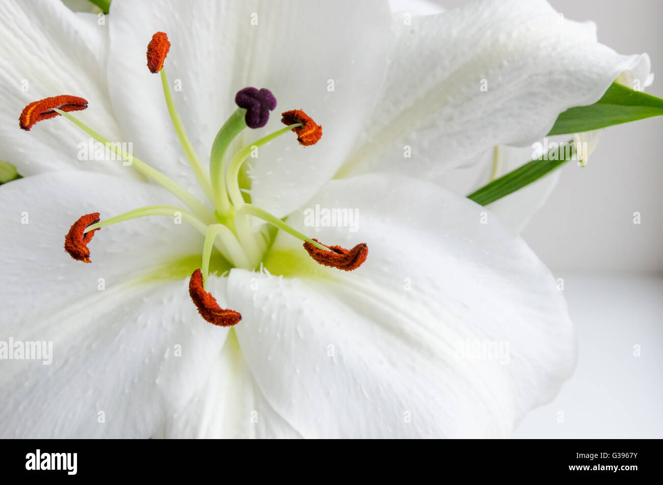 Fragrant blooming white Lily in the spring, presented on the 8th of ...