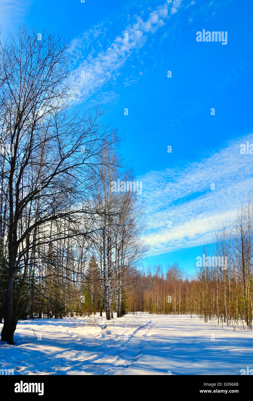 Spring landscape in a snowy forest in a Sunny day Stock Photo - Alamy