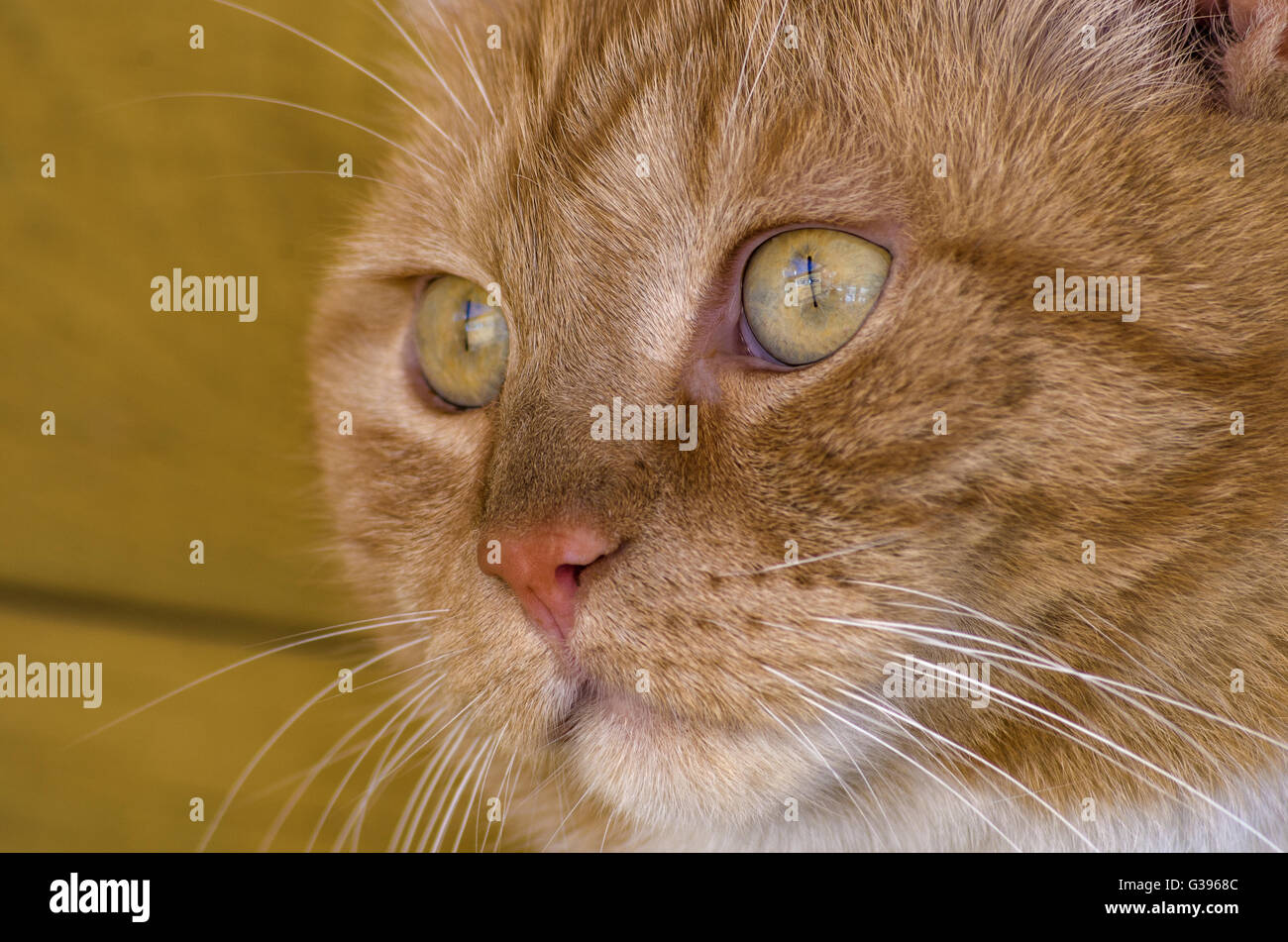 Cat pet close up outdoor posing carefully look into the lens Stock ...