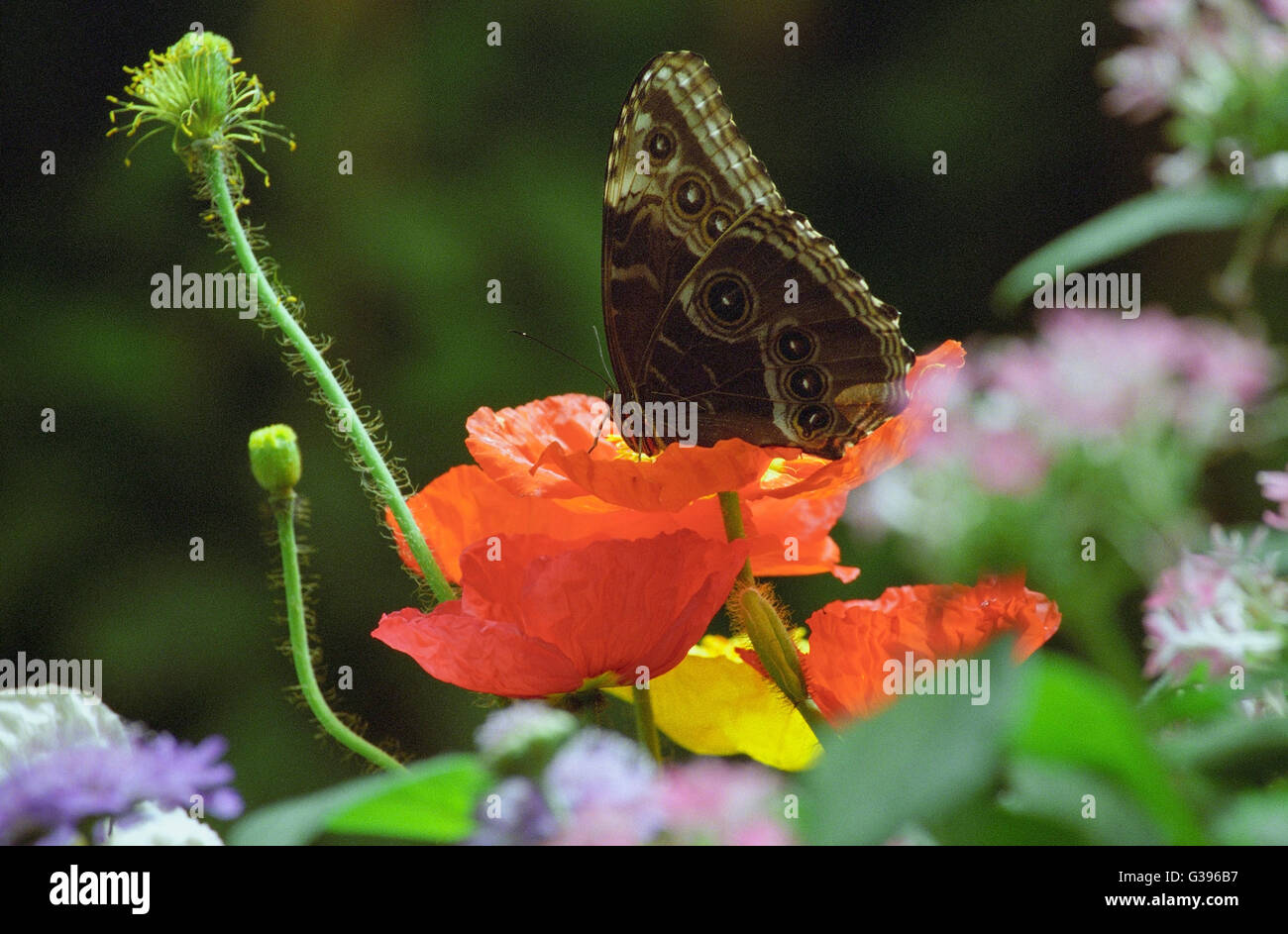 Butterfly with its Wings Spread Standing on a Poppy Flower Stock Photo ...