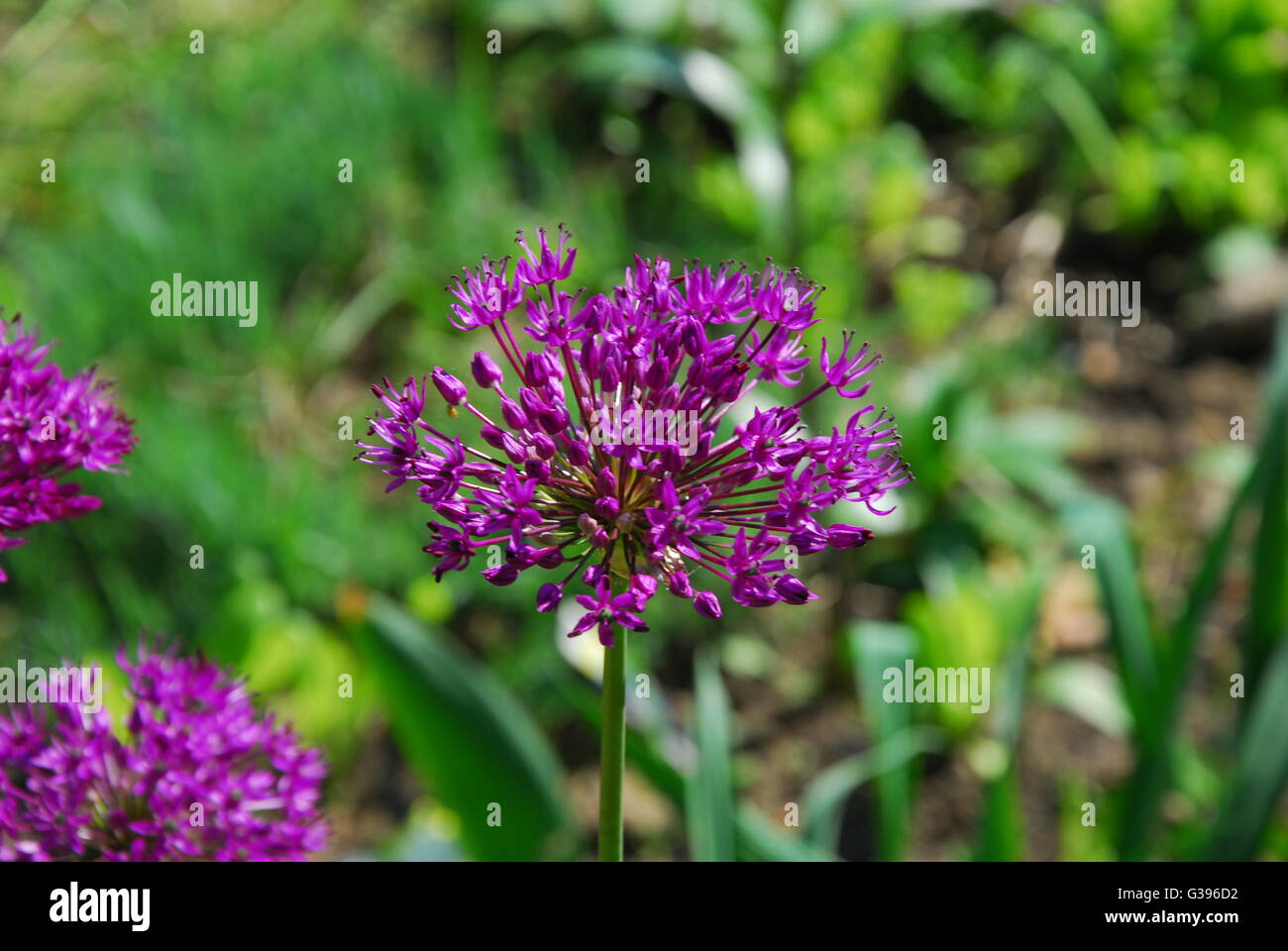 Garlic decorative hi-res stock photography and images - Alamy