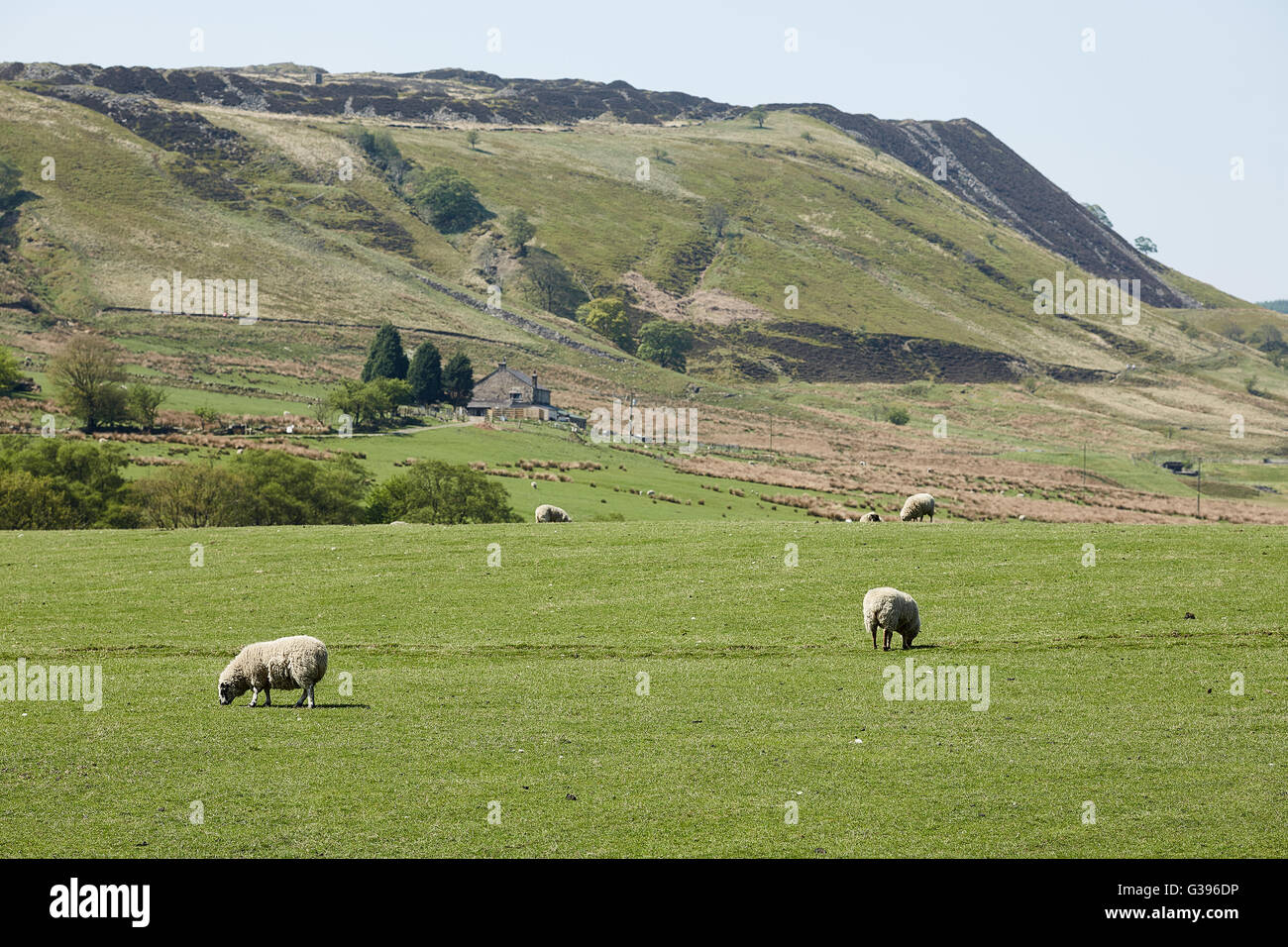 Grane Road lancashire Moors sheep grazing lancashire grass hills Stock ...