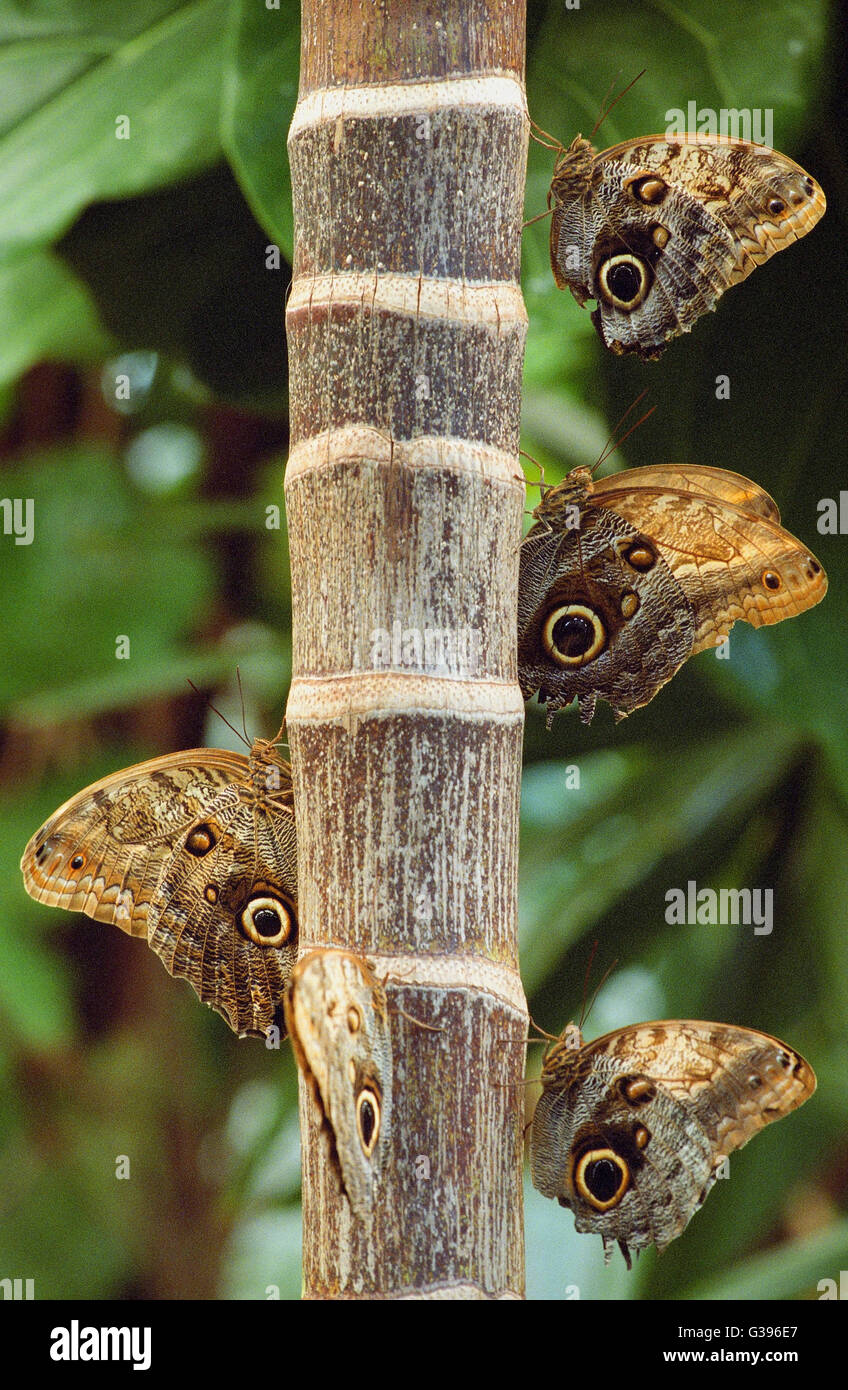 Outdoor butterflies hi-res stock photography and images - Alamy