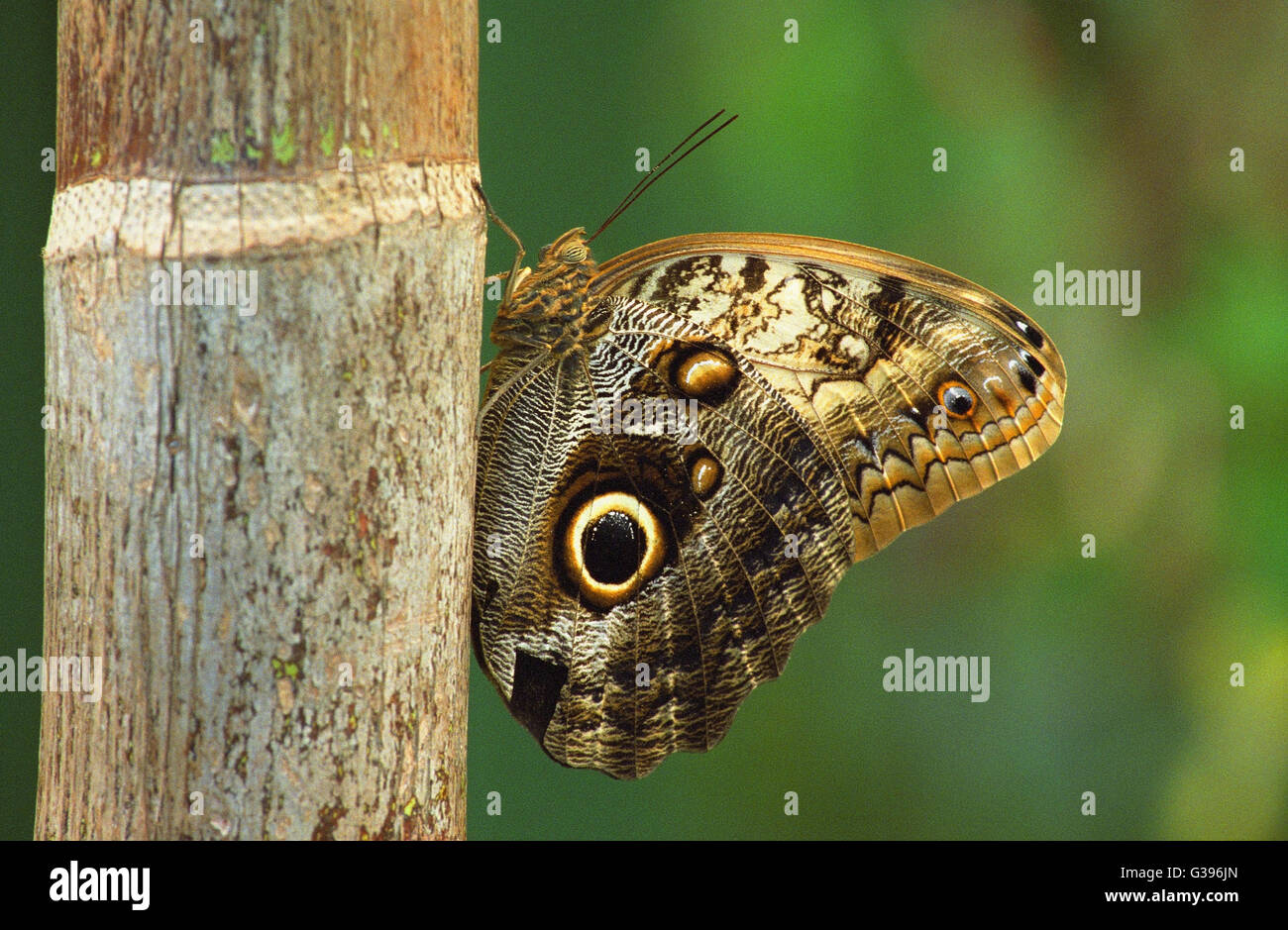 Butterflies and bamboo hi-res stock photography and images - Alamy