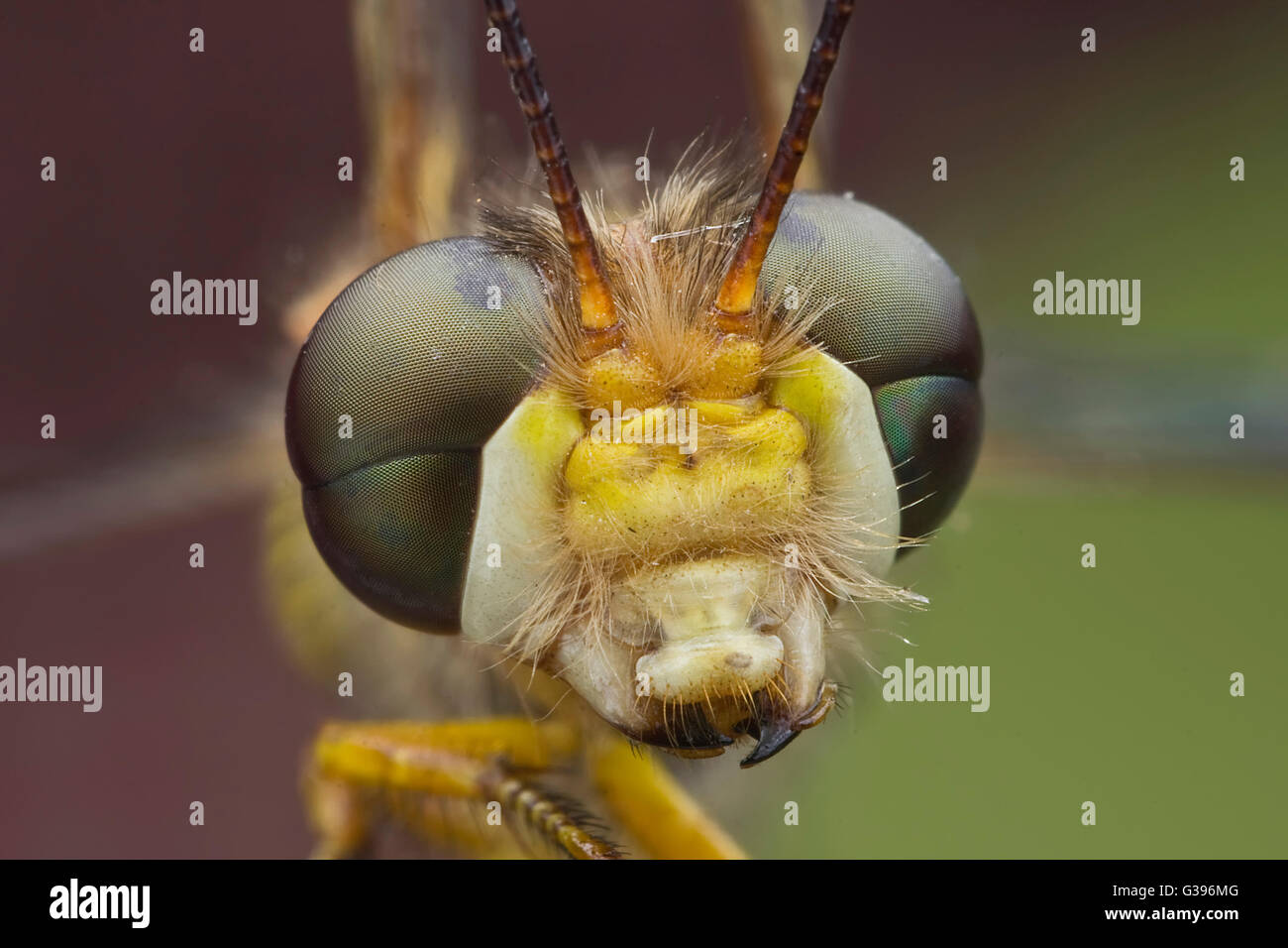 Dragonfly macro hi-res stock photography and images - Alamy
