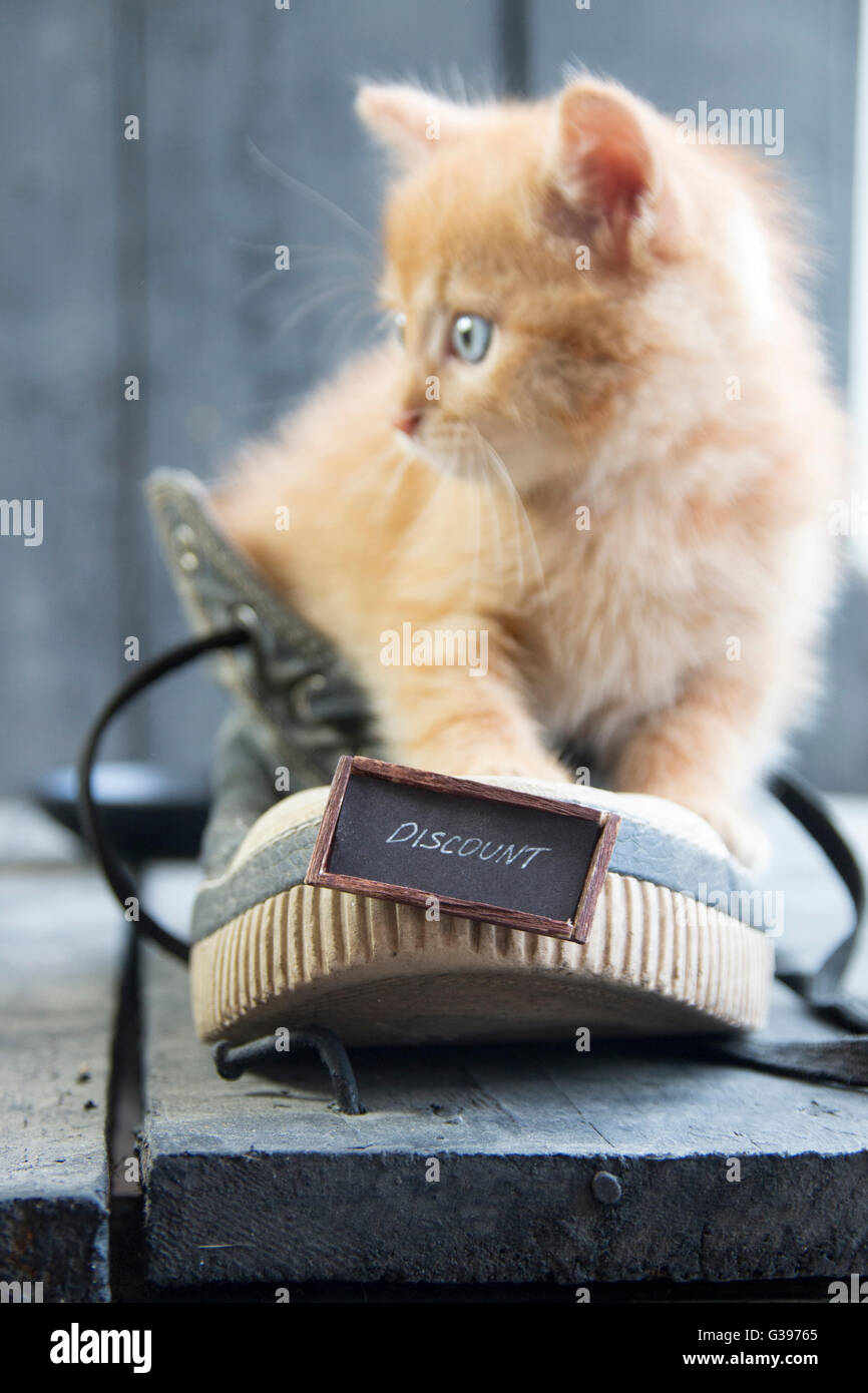 Cute discount hi-res stock photography and images - Alamy