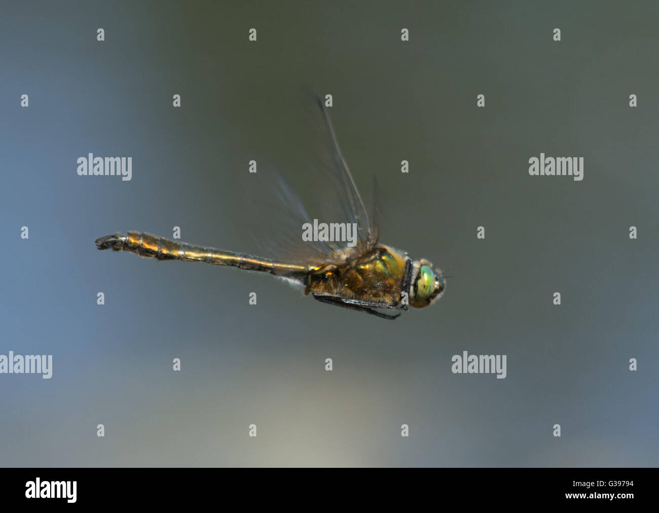 Downy emerald dragonfly (Cordulia aenea) in flight over heathland pond ...