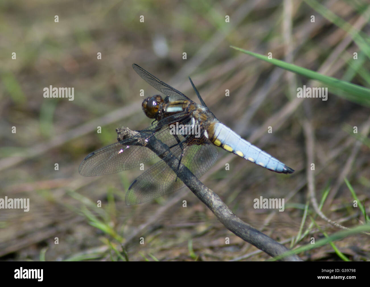 Yellow bodied insects hi-res stock photography and images - Alamy