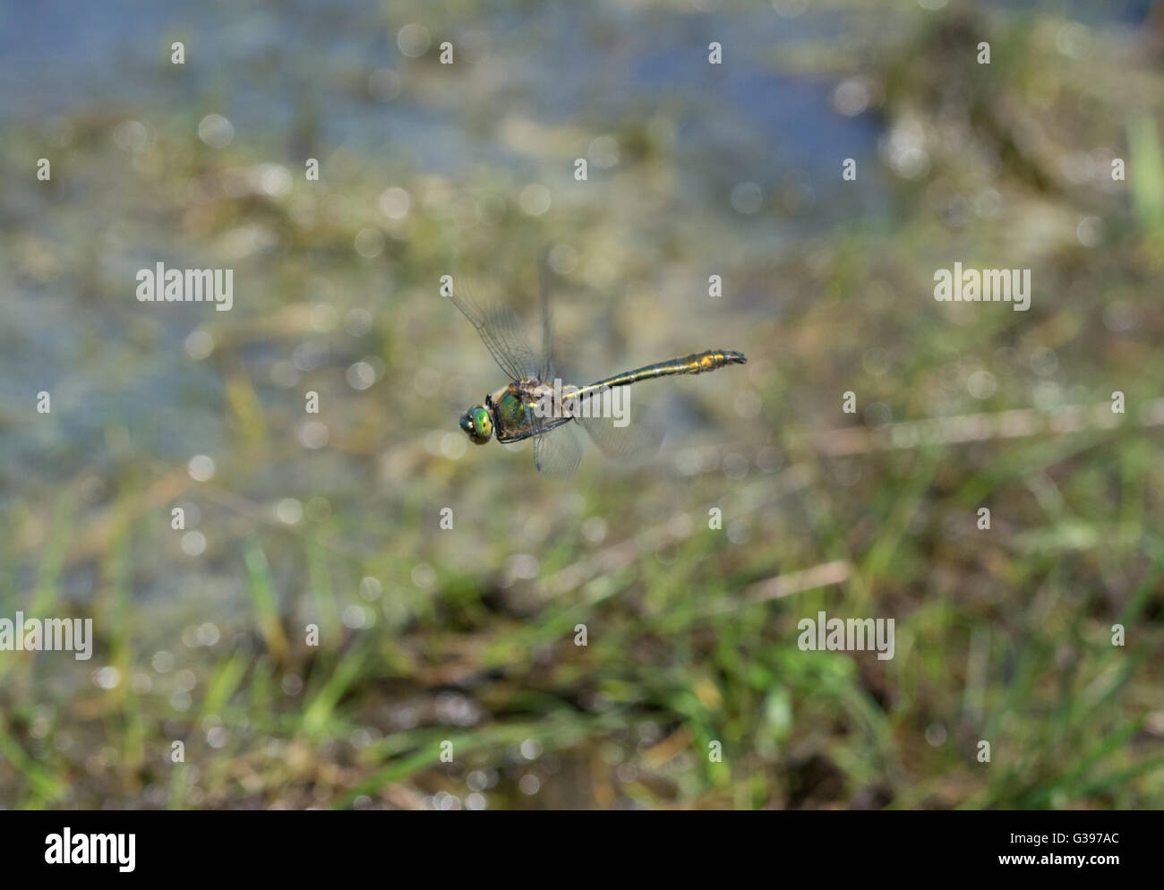 Downy emerald dragonfly (Cordulia aenea) in flight over heathland pond ...