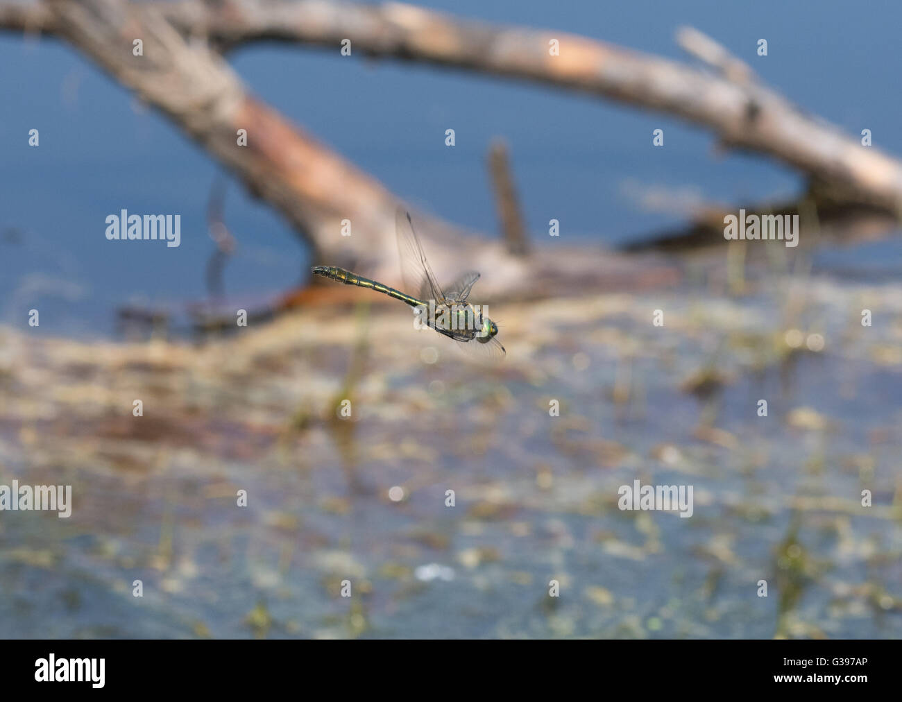Downy emerald dragonfly (Cordulia aenea) in flight over heathland pond ...