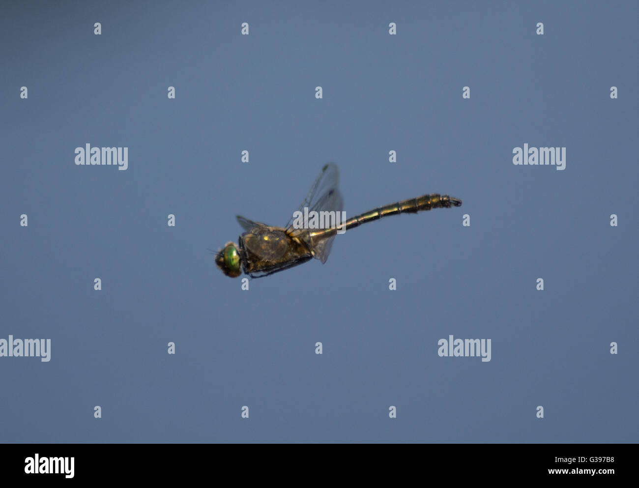 Downy emerald dragonfly (Cordulia aenea) in flight over heathland pond ...