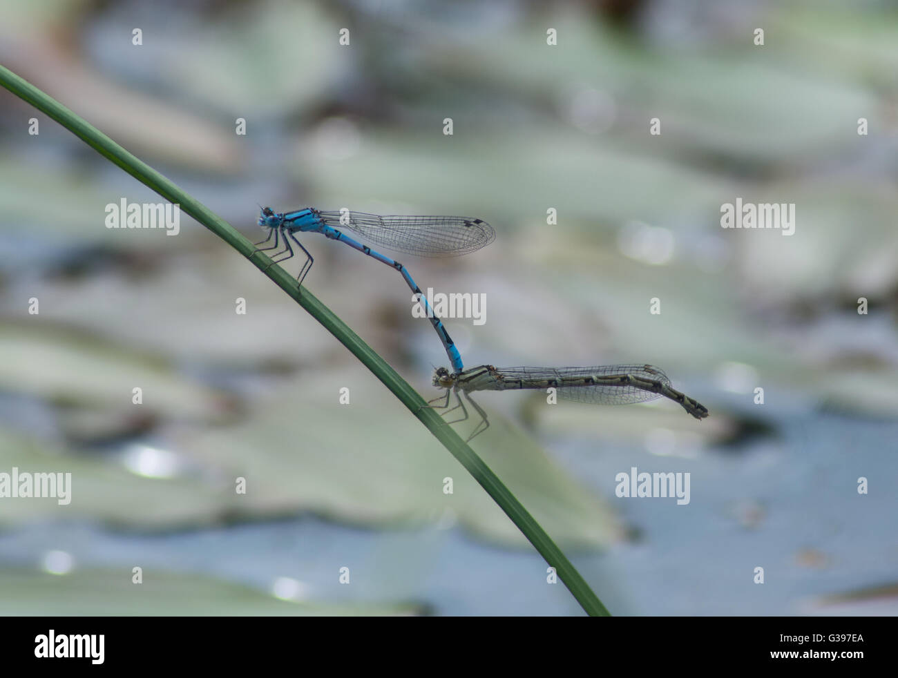 Mating pair common blue damselflies hi-res stock photography and images ...
