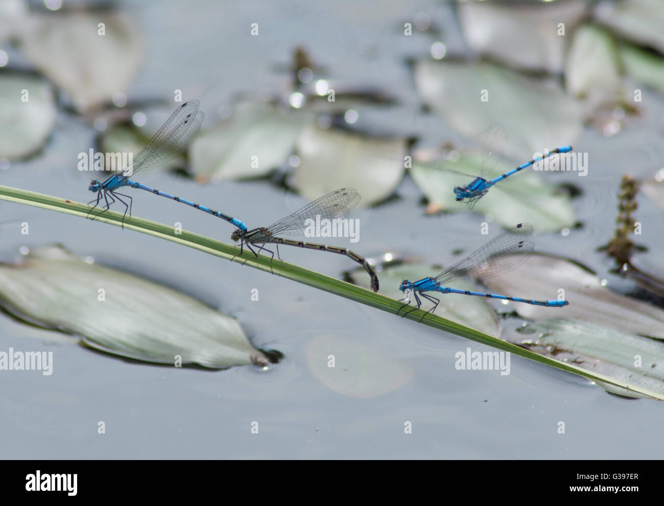 Common blue damselflies (Enallagma cyathigerum) mating on reeds Stock ...