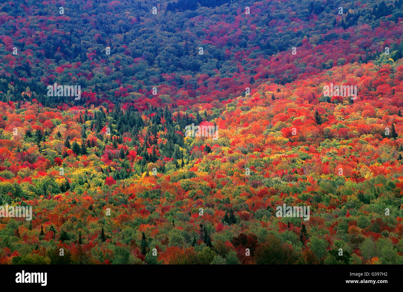 Red Maple Trees in the White Mountains in Autumn, New Hampshire, U.S.A ...
