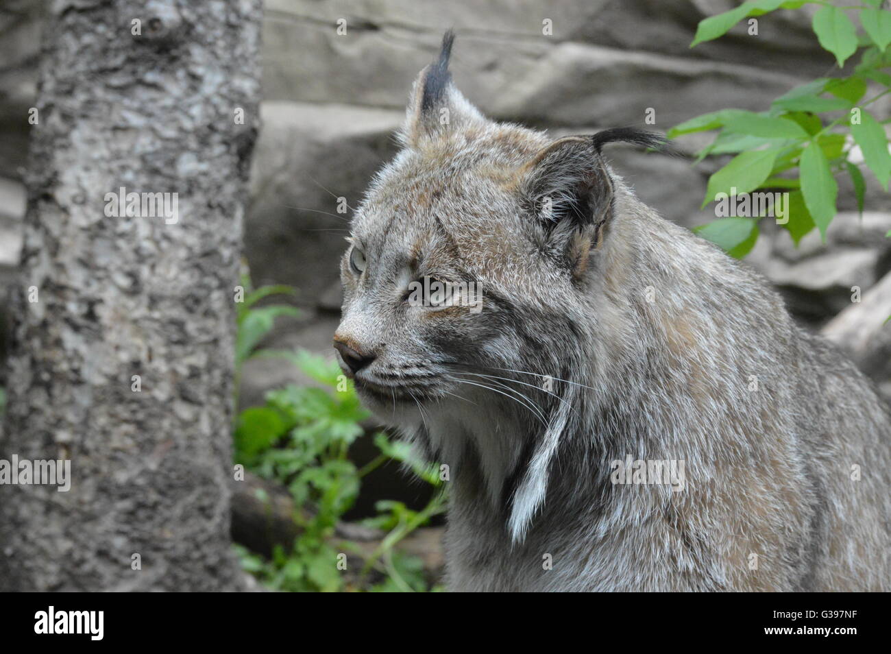 Canada lynx resting hi-res stock photography and images - Alamy