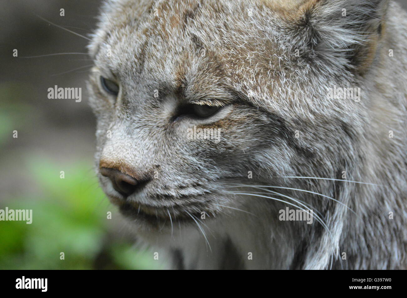 Canada lynx resting hi-res stock photography and images - Alamy