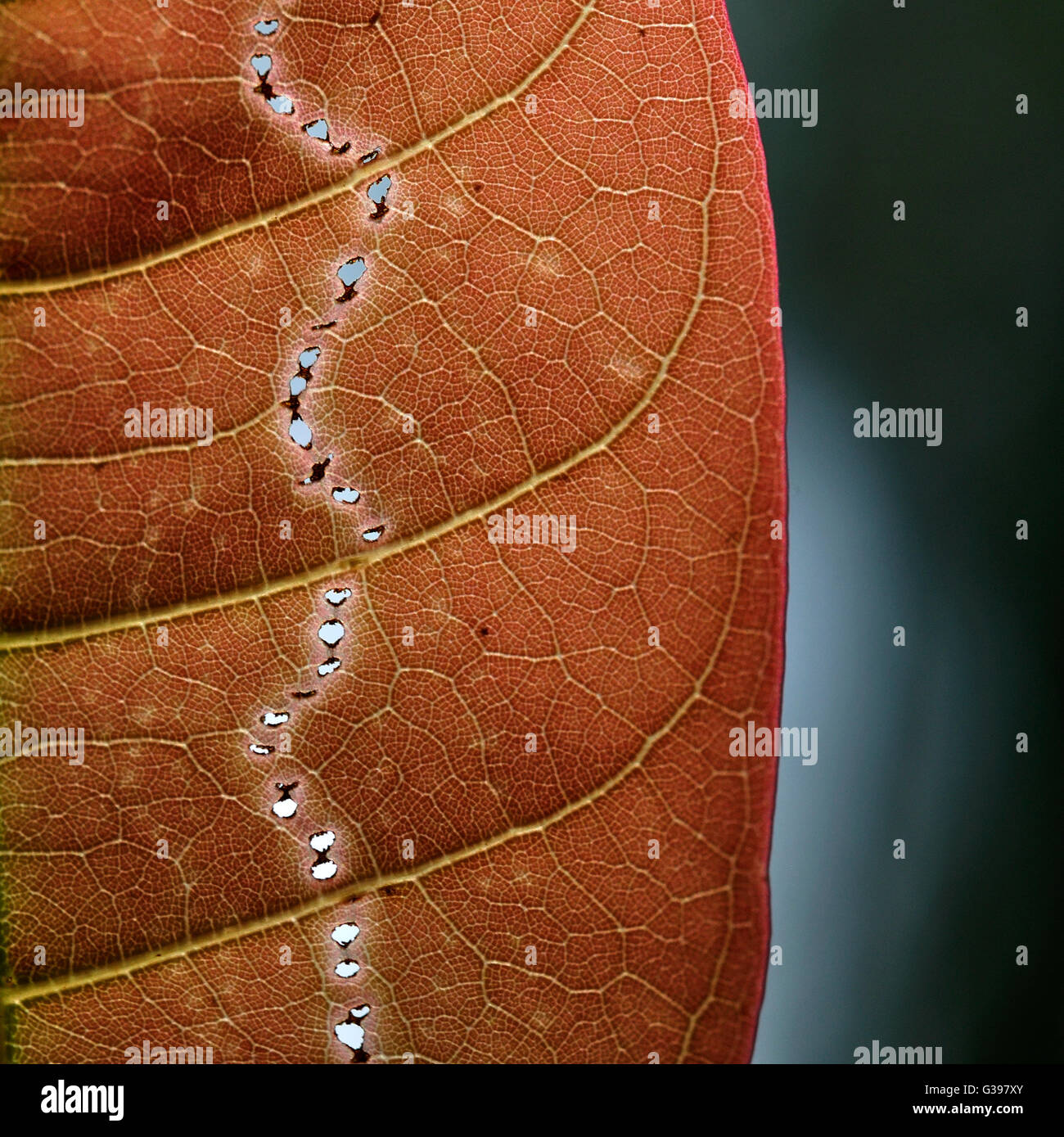 Art of eating Stock Photo - Alamy