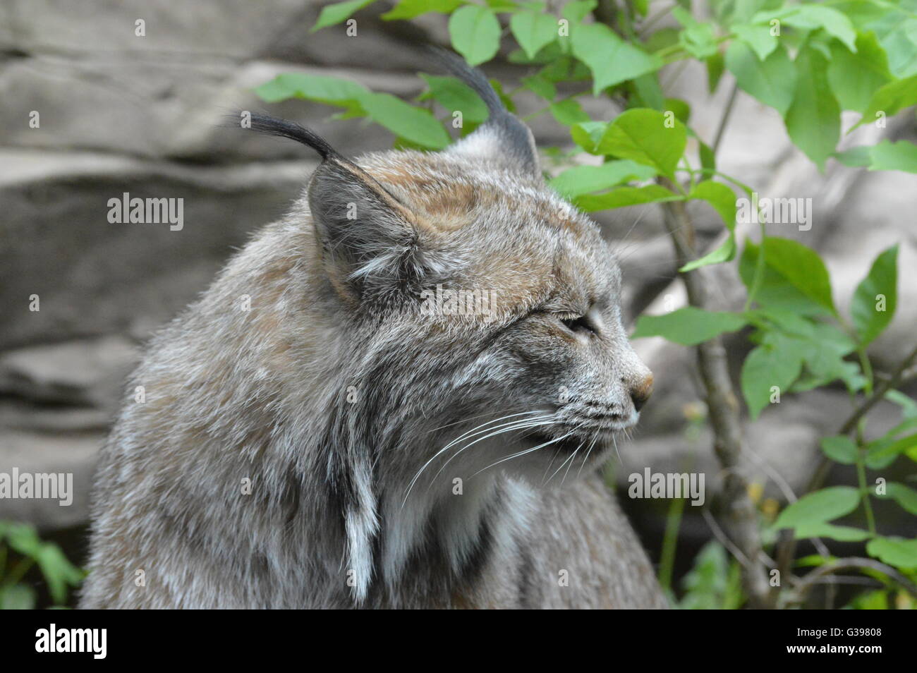 Canada lynx resting hi-res stock photography and images - Alamy