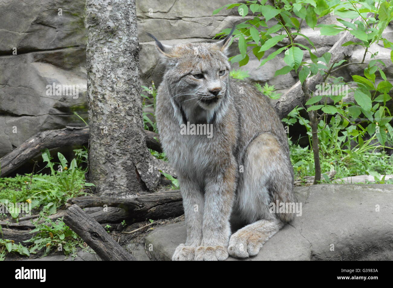 Canada lynx resting hi-res stock photography and images - Alamy
