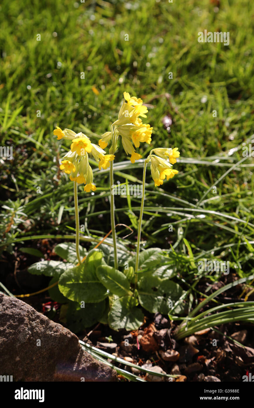 Yellow Cowslip In Garden Surrey England Stock Photo - Alamy
