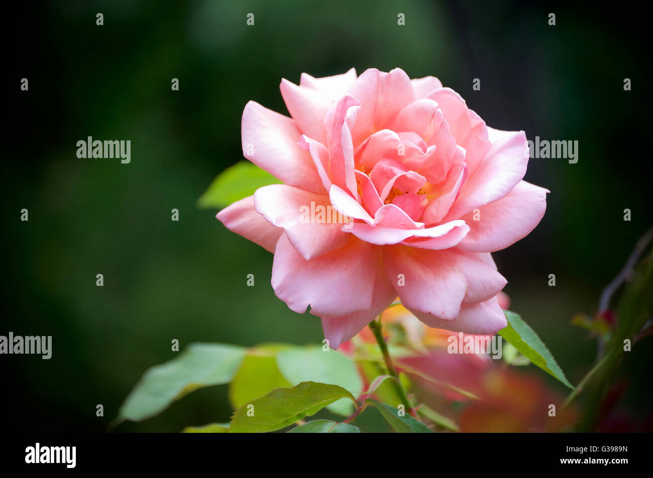 Rose flower blooming hi-res stock photography and images - Alamy