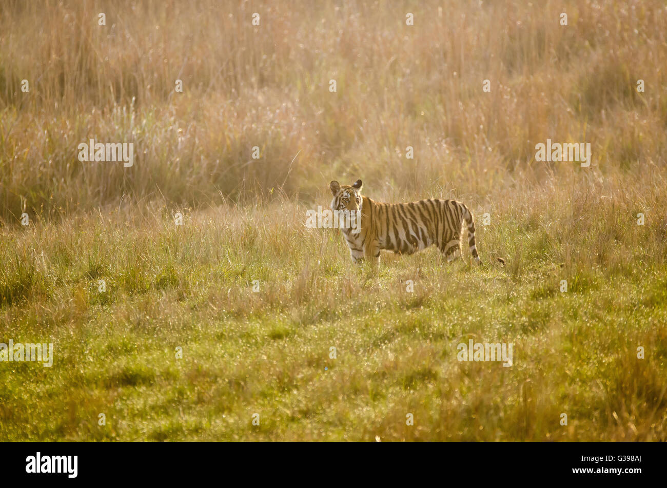 Tiger cub looking back hi-res stock photography and images - Alamy