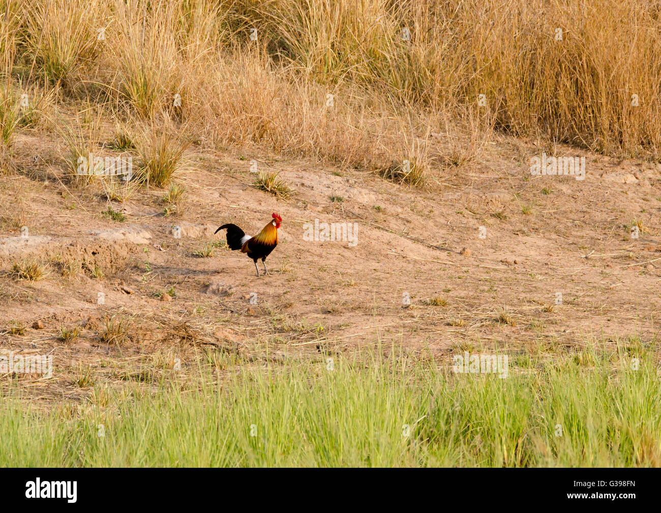 Jungle fowl of madhya pradesh hi-res stock photography and images - Alamy