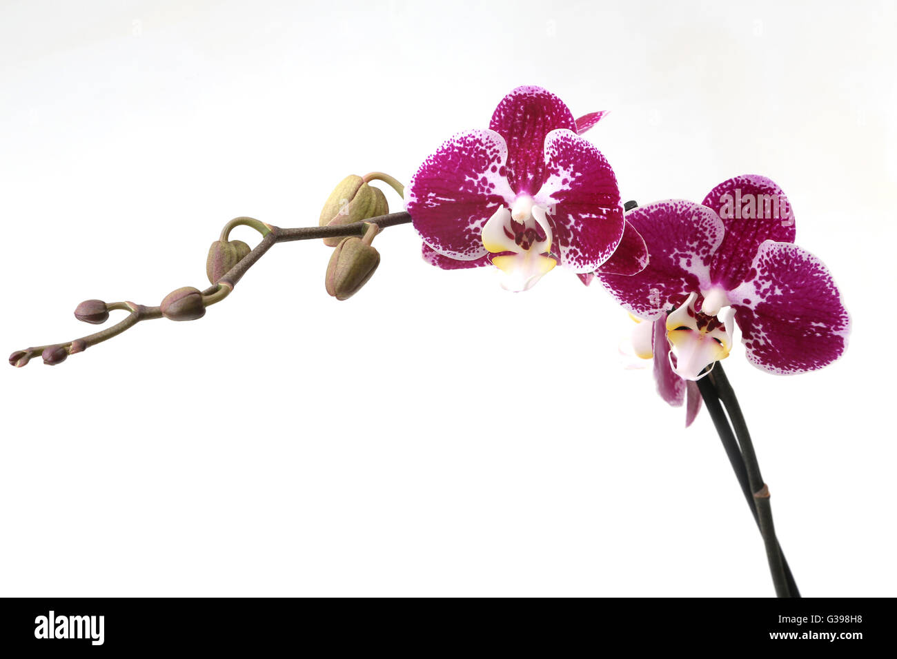 Phalaenopsis dark raspberry Orchid Stock Photo - Alamy