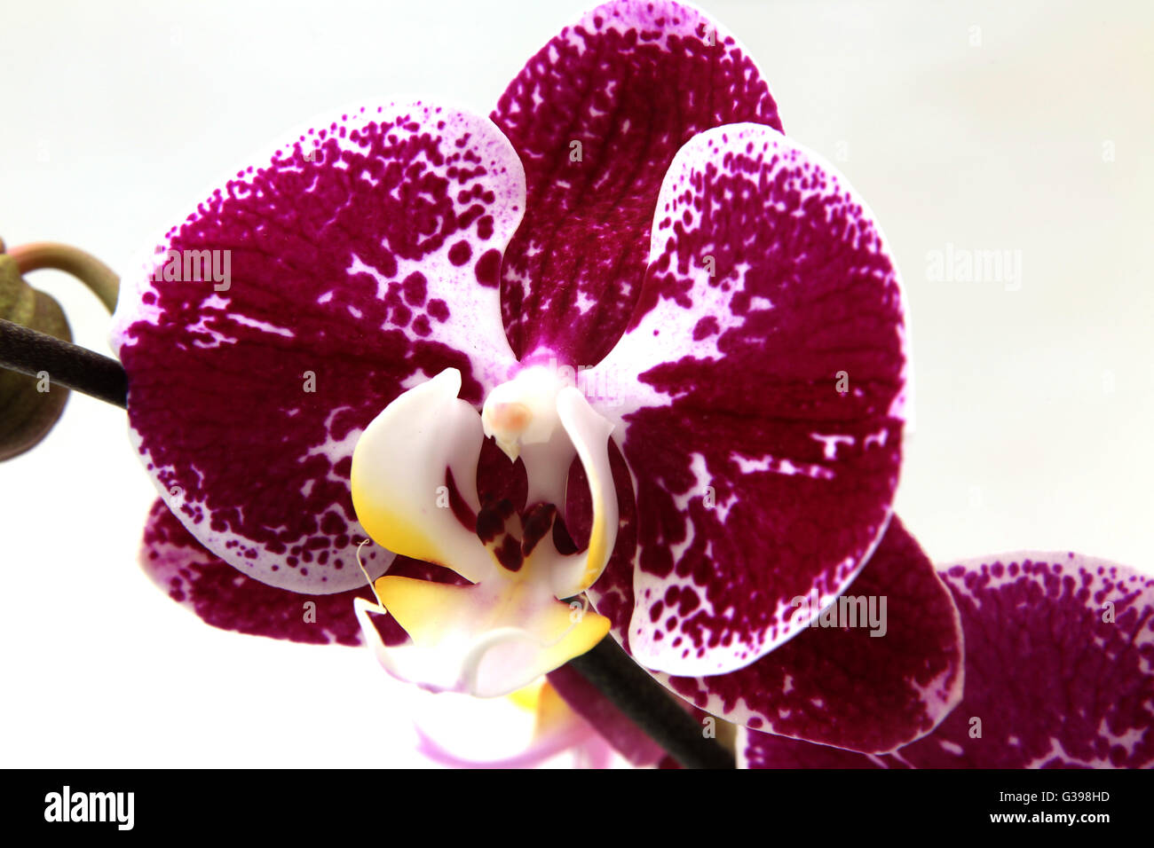 Raspberry orchid hi-res stock photography and images - Alamy