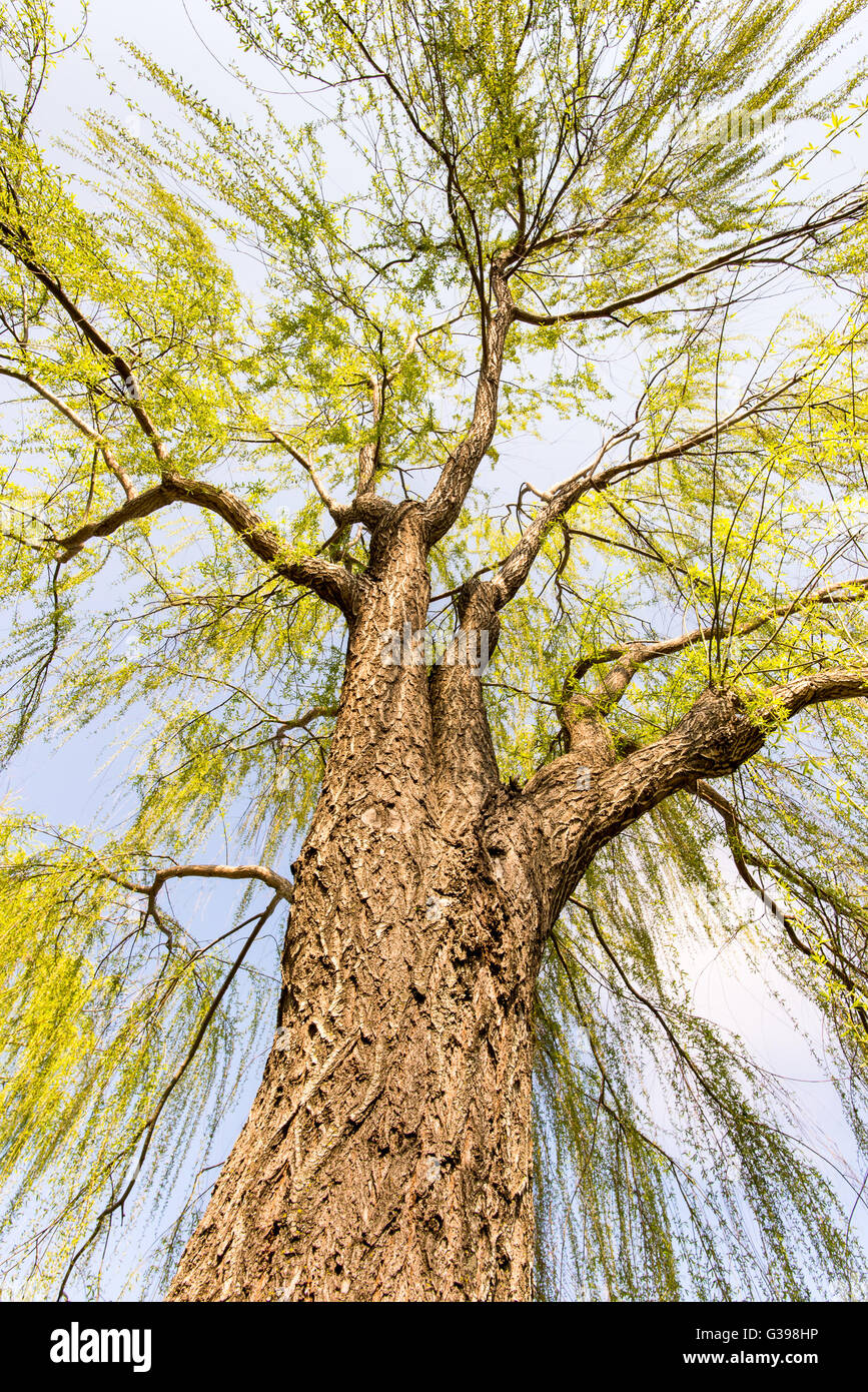 Wispy willow hi-res stock photography and images - Alamy