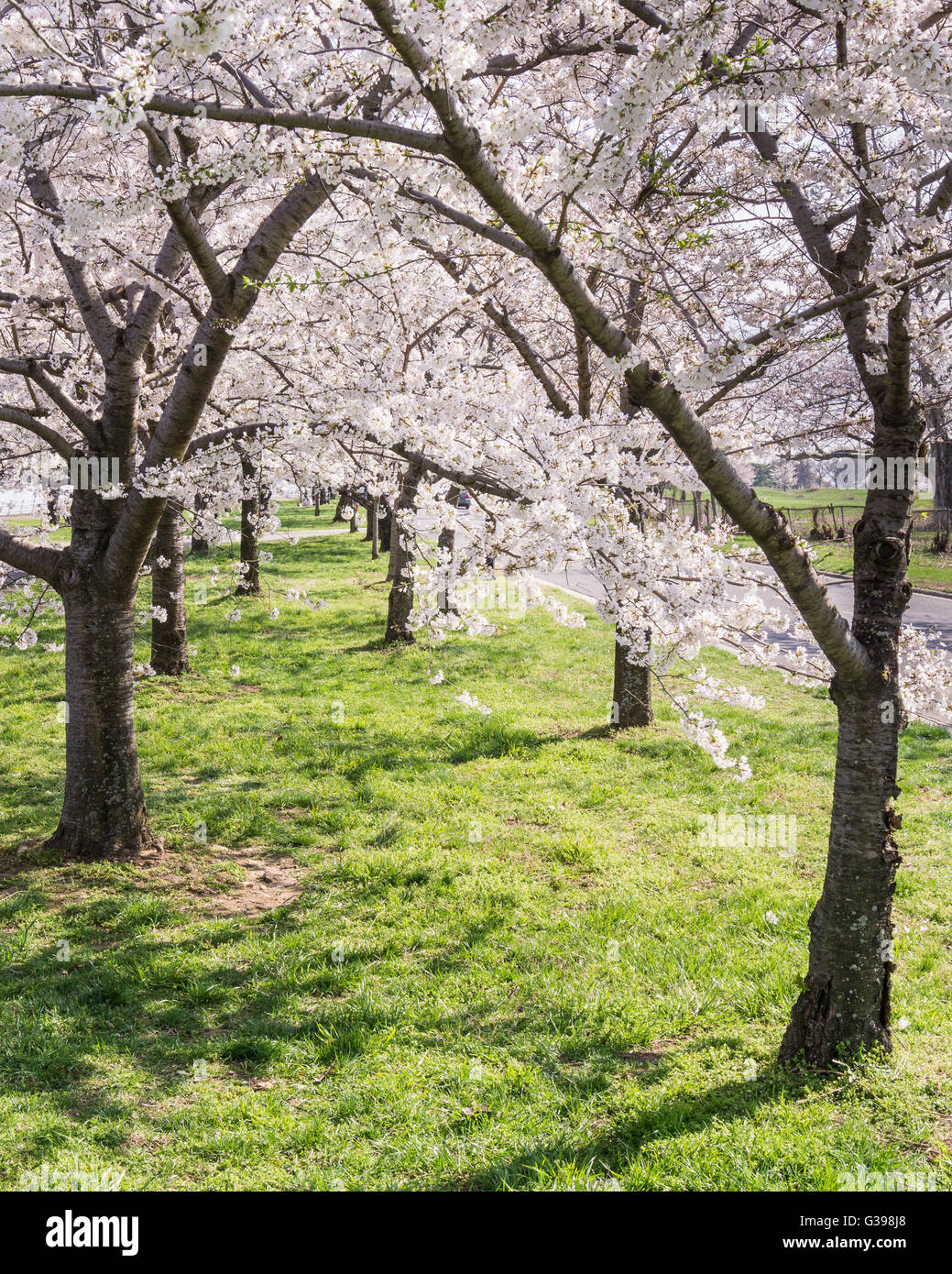 Canopy of blossoms in a grove of cherry trees during the National ...