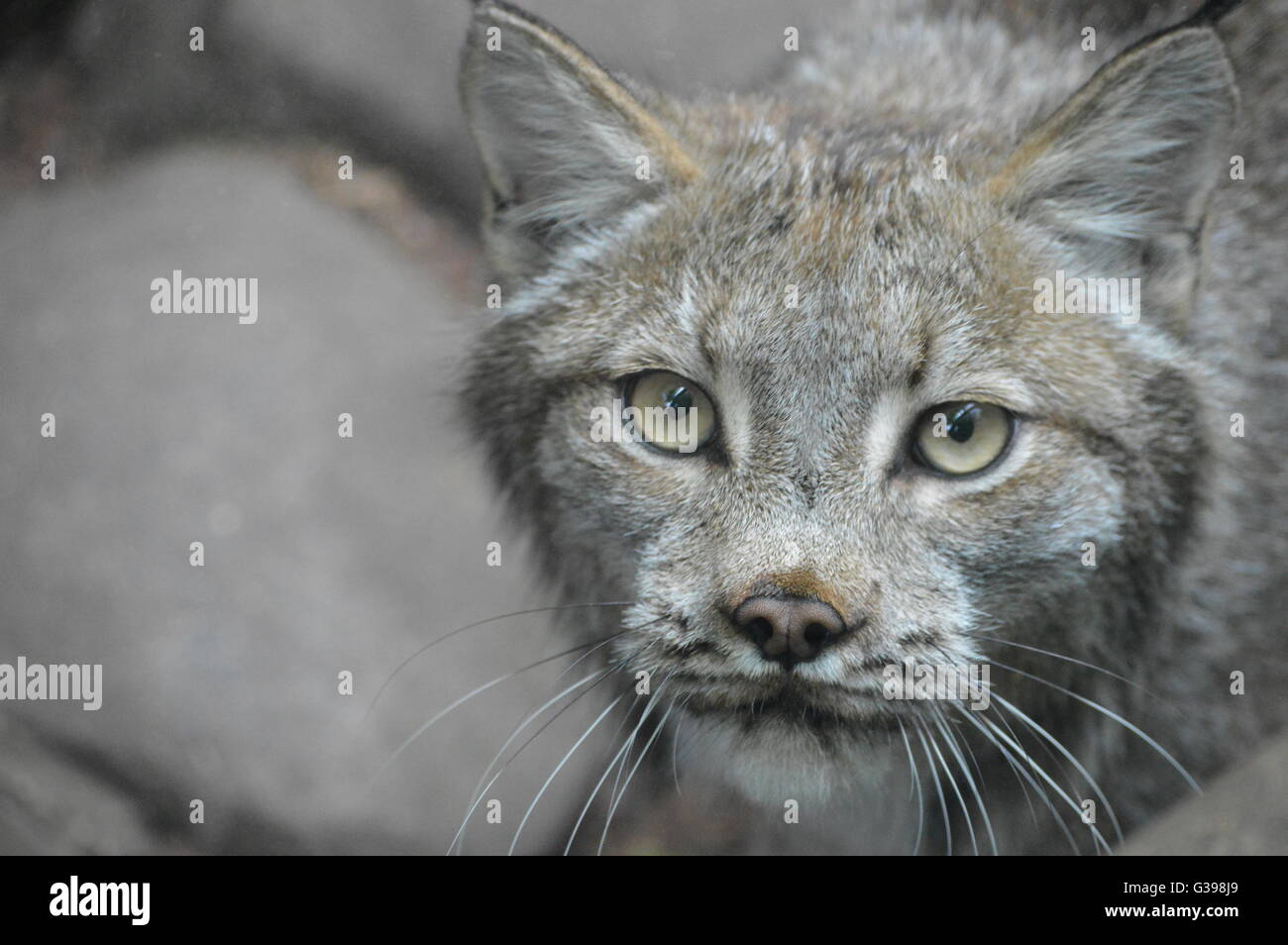 Canada lynx resting hi-res stock photography and images - Alamy