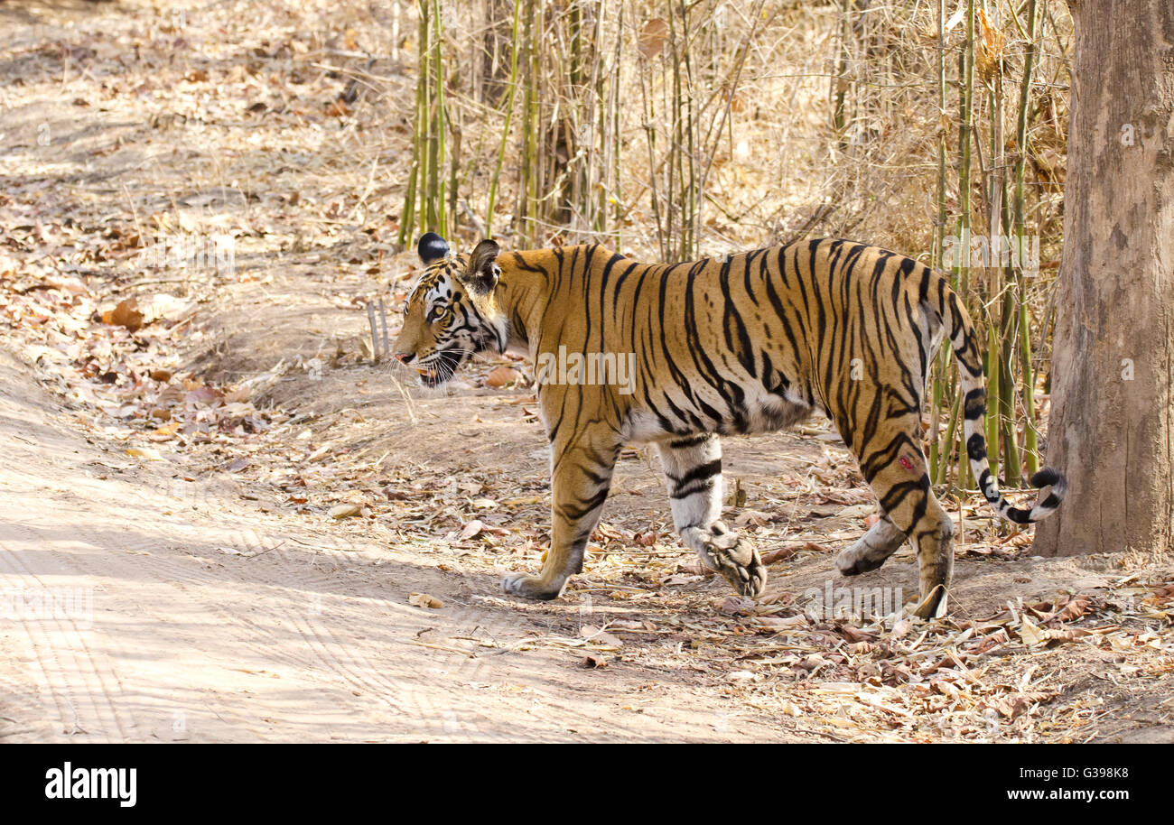 Angry Lady High Resolution Stock Photography and Images - Alamy