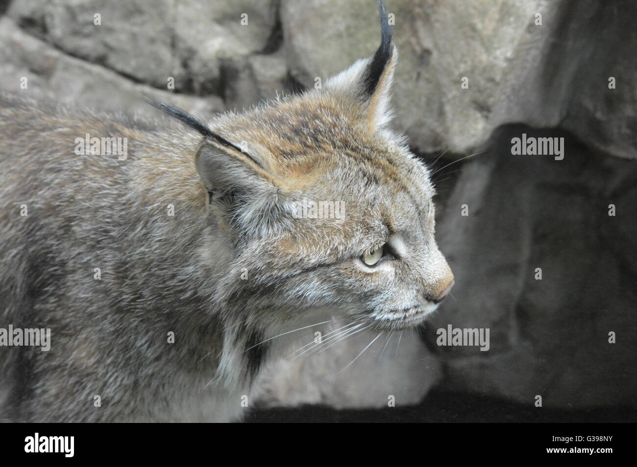 Canada lynx resting hi-res stock photography and images - Alamy