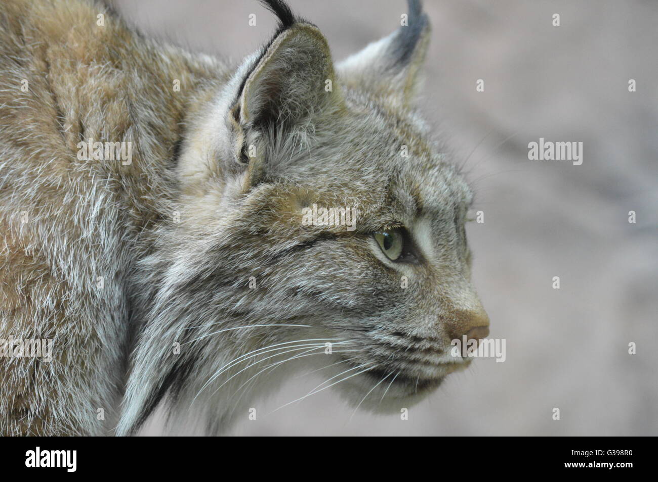 Canada lynx resting hi-res stock photography and images - Alamy