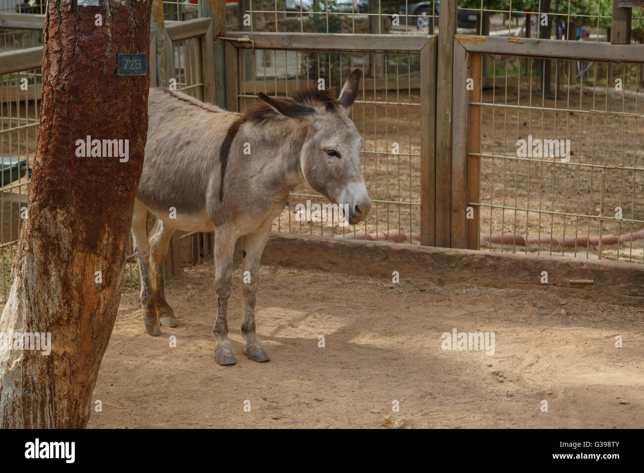 View of grey donkey in natural park living in cage Stock Photo - Alamy