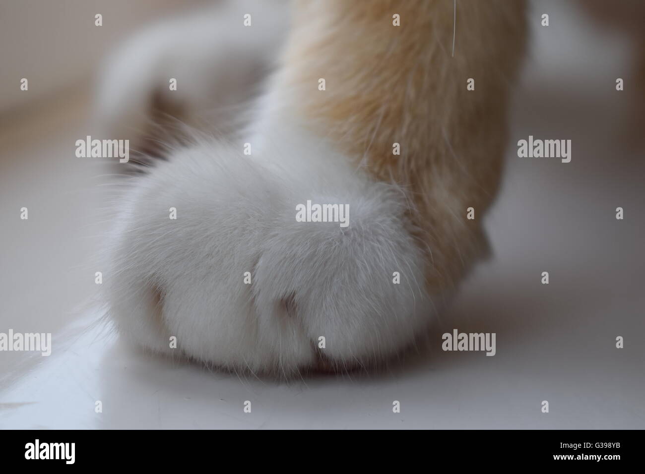 Cats paw claws close up hi-res stock photography and images - Alamy