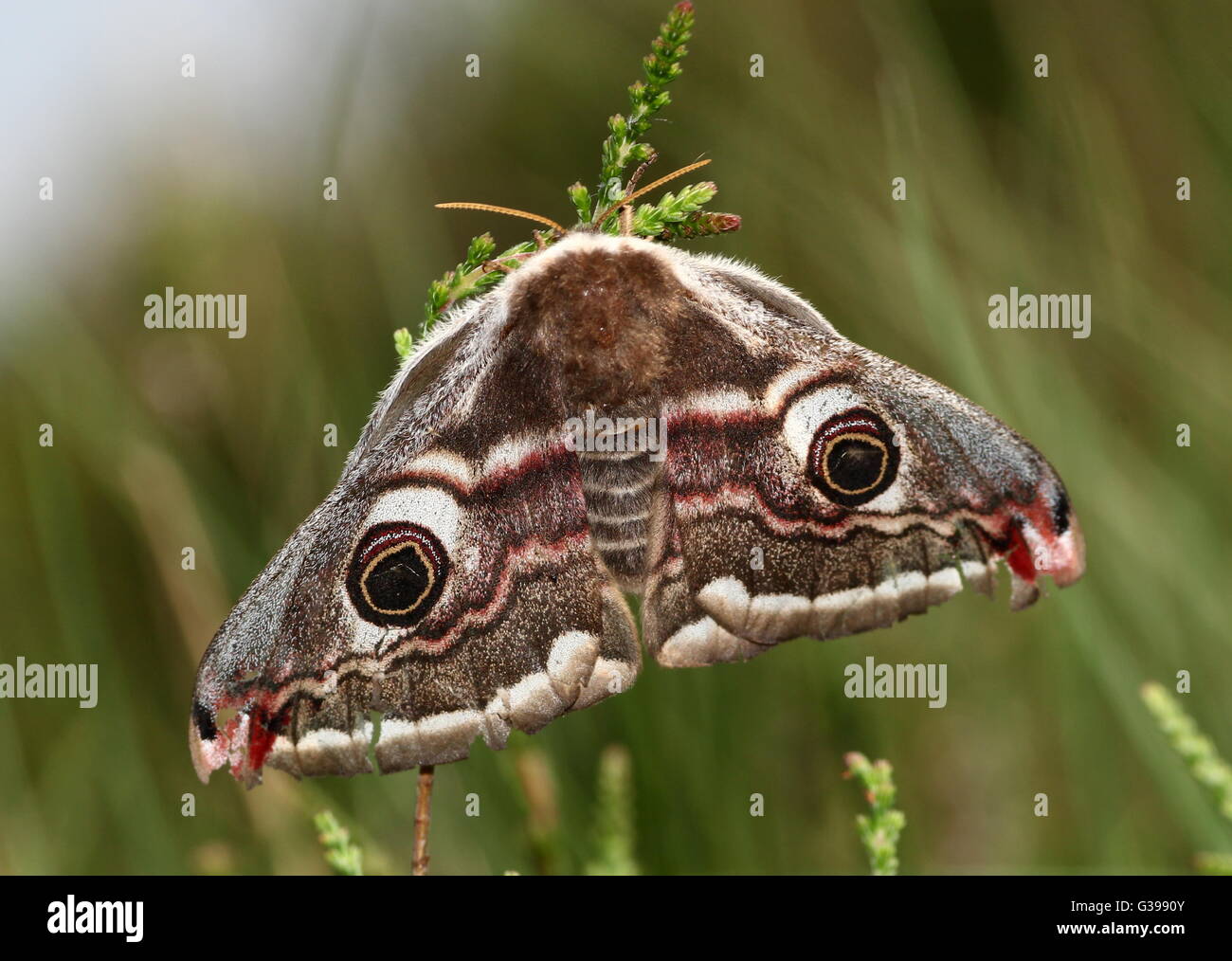 European Small Emperor Moth (Saturnia pavonia Stock Photo - Alamy