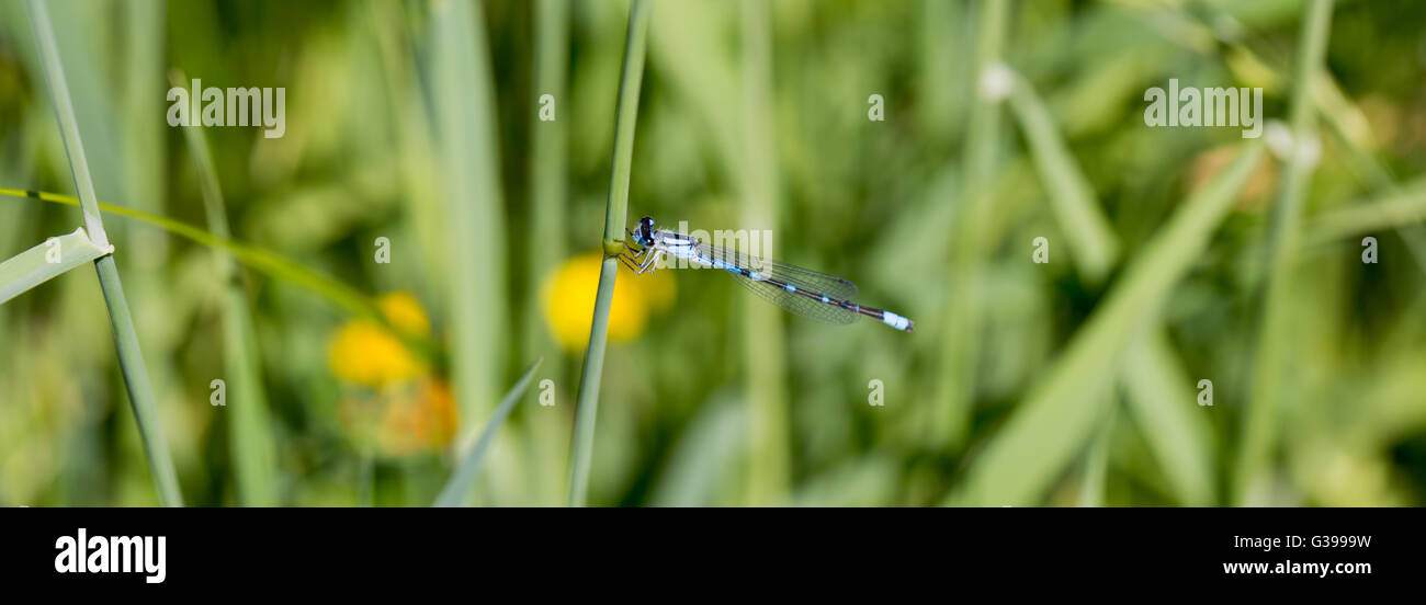 Nevada State Grass | atelier-yuwa.ciao.jp