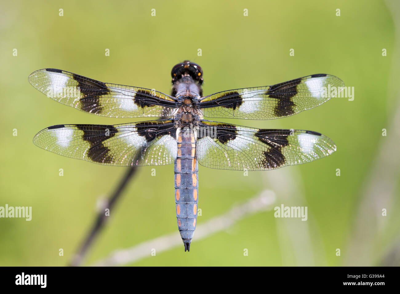 Eight-spotted Skimmer (Libellula forensic) Adult Male Perching Stock ...