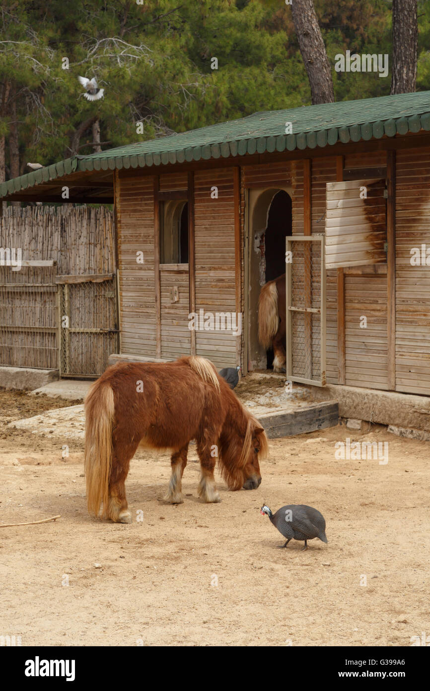 View of a small pony view living in a natural park Stock Photo - Alamy