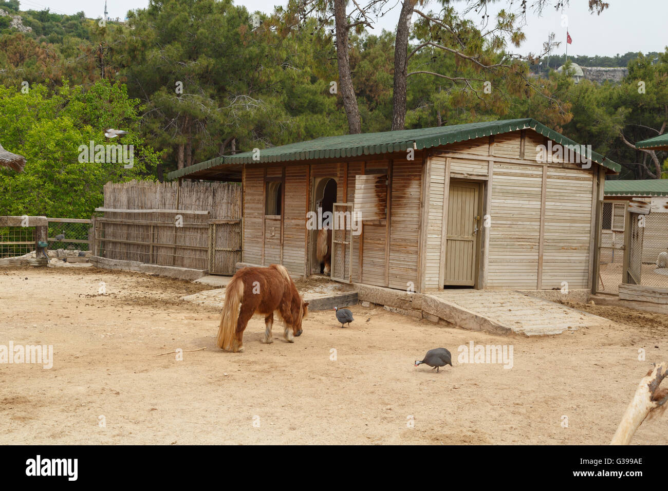 View of a small pony view living in a natural park Stock Photo - Alamy