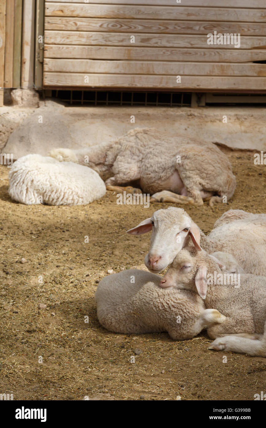 View of sheep living in a zoo, sitting in cage Stock Photo - Alamy