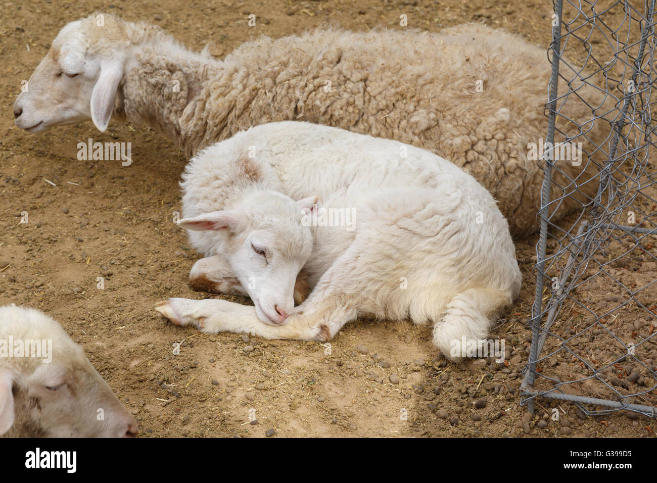 View of sheep living in a zoo, sitting in cage Stock Photo - Alamy