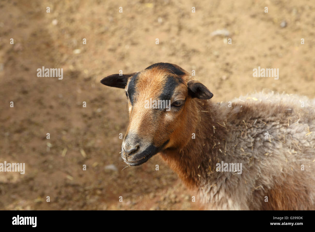 Close up detailed view of sheep living in a zoo Stock Photo - Alamy
