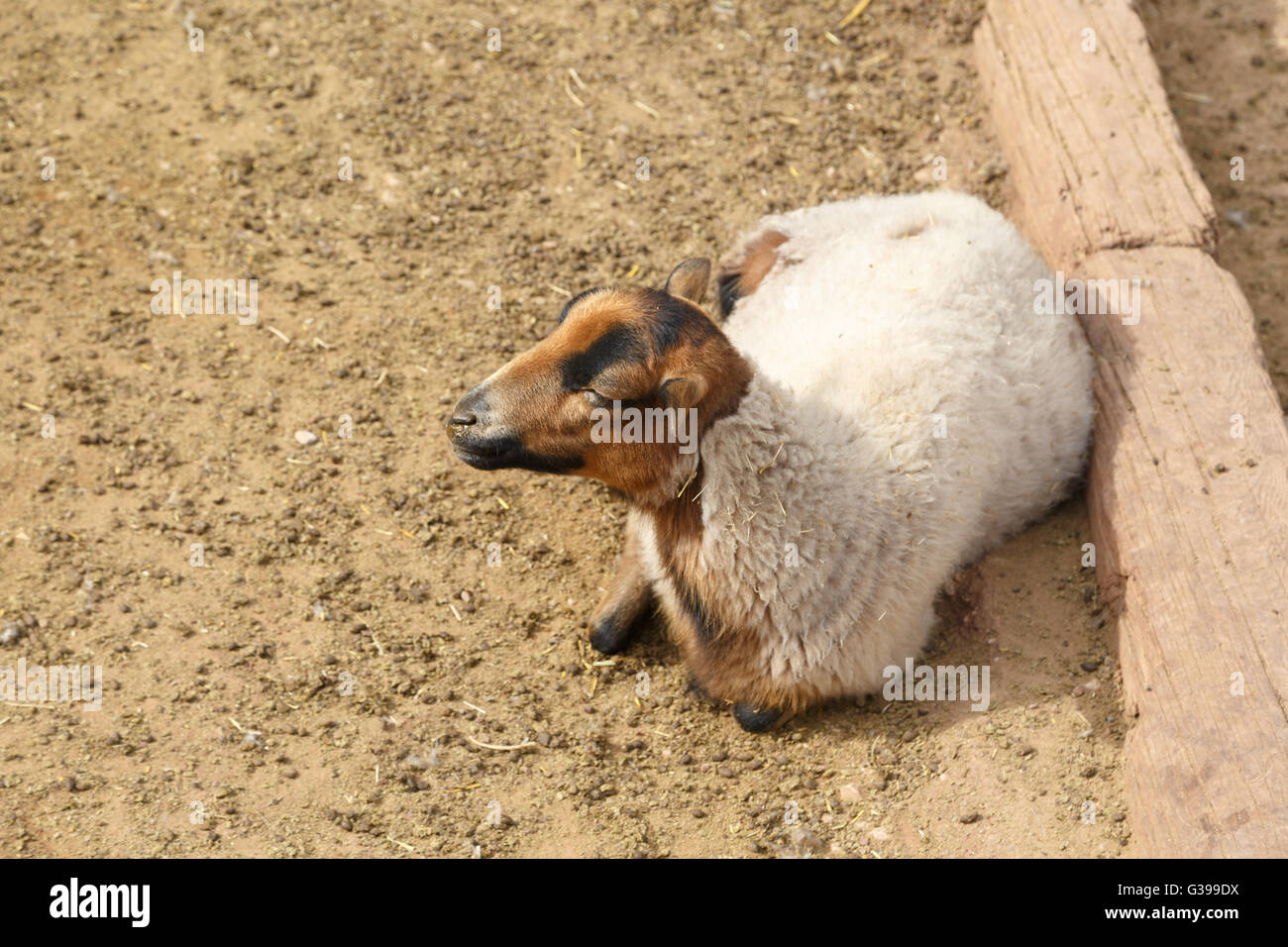 View of sheep living in a zoo, sitting in cage Stock Photo - Alamy