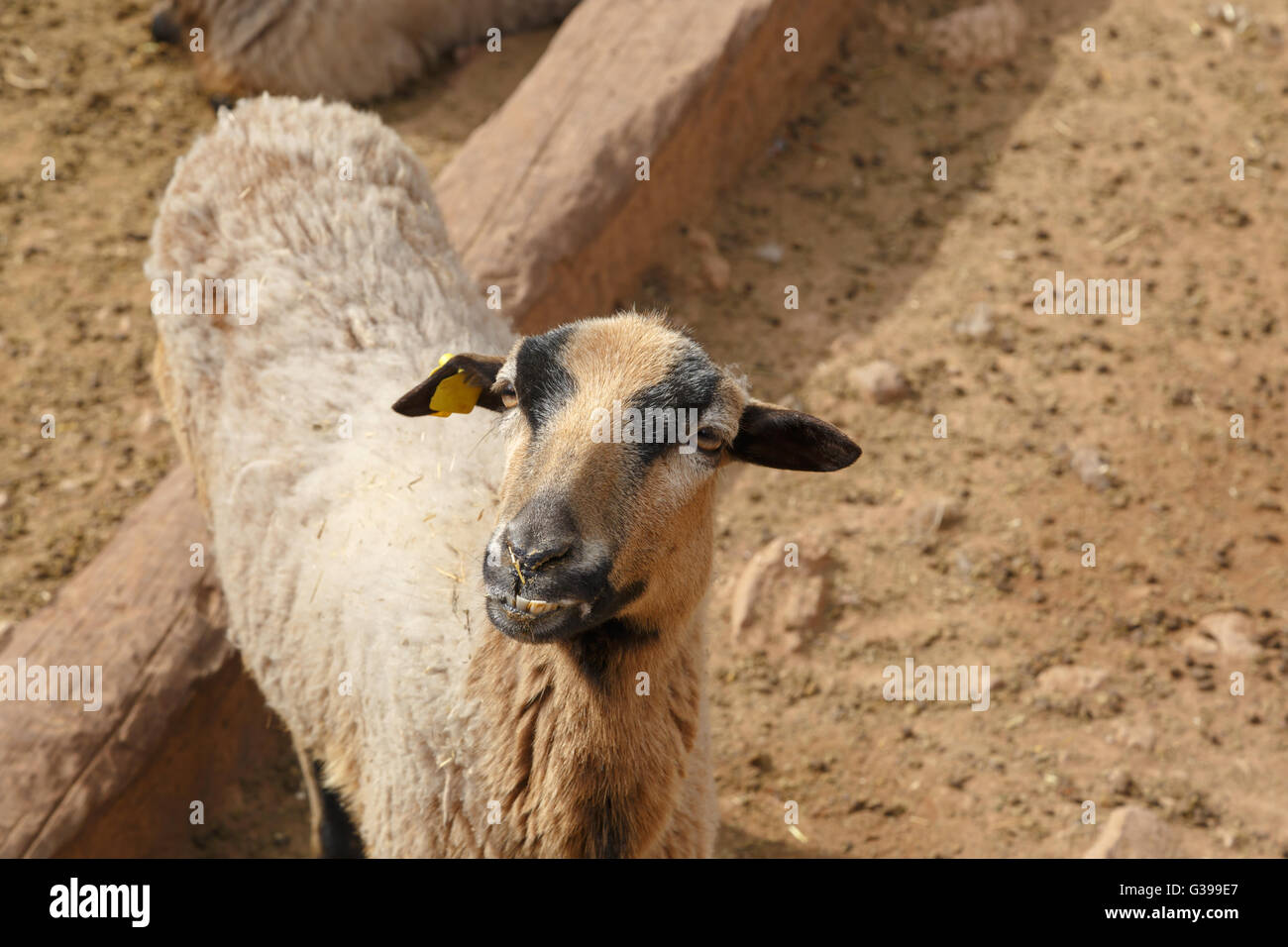 Close up detailed view of sheep living in a zoo Stock Photo - Alamy
