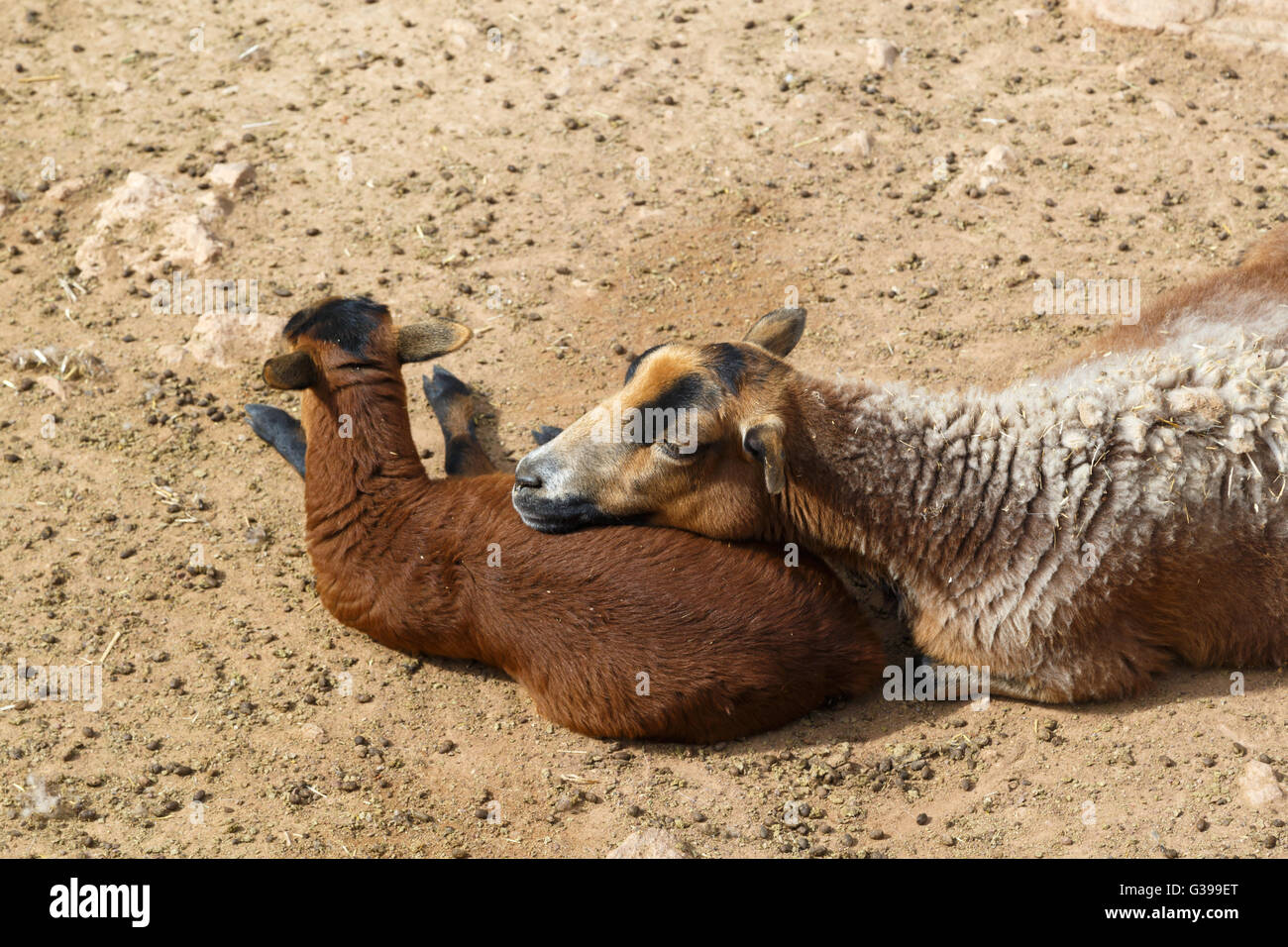 View of sheep living in a zoo, sitting in cage Stock Photo - Alamy