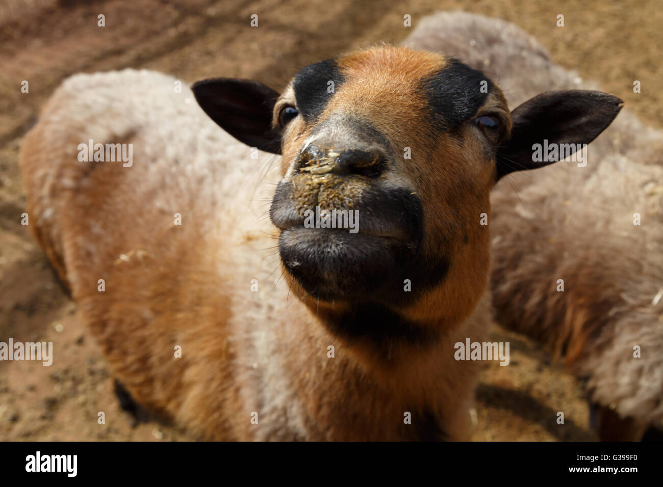 Close up detailed view of sheep living in a zoo Stock Photo - Alamy