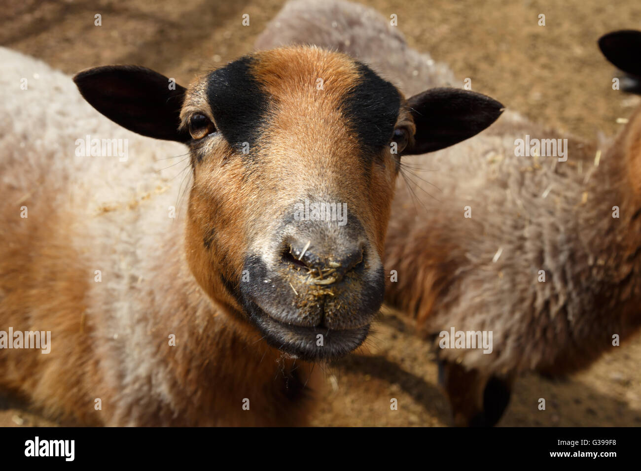 Close up detailed view of sheep living in a zoo Stock Photo - Alamy